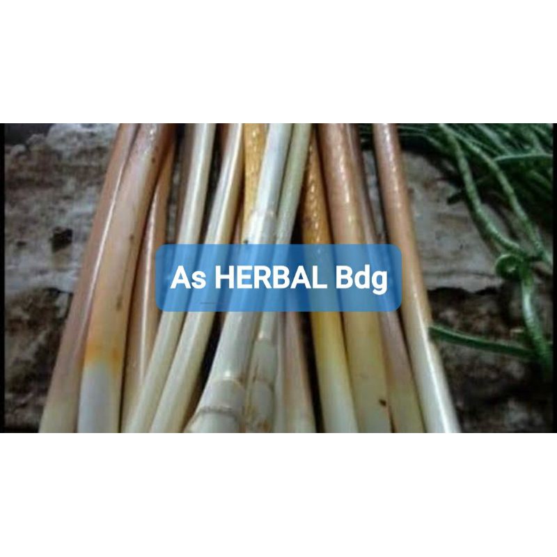 Jual Umbut rotan atau rotan muda fresh-az | Shopee Indonesia