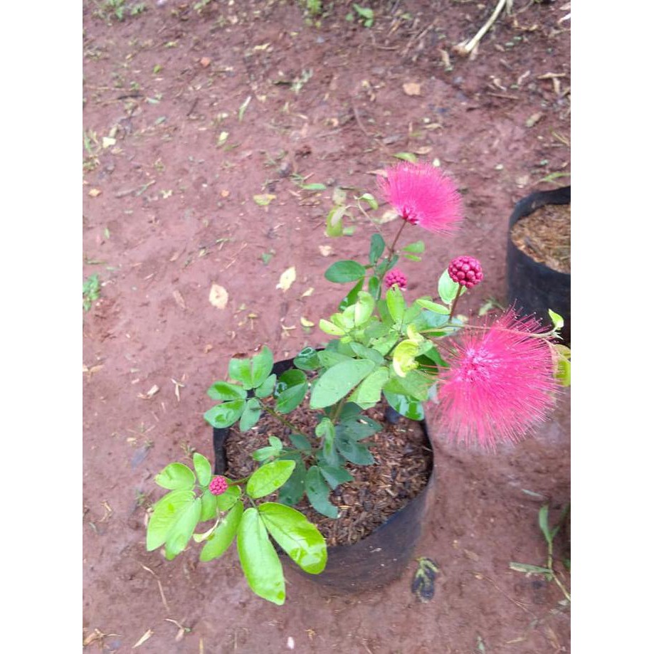 Jual Jual Bibit Tanaman Pohon Kayu Jenitri Genitri Super - Benih / Biji ...