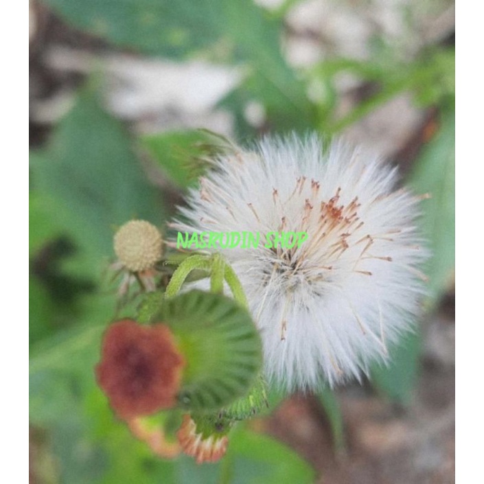 Jual BIBIT SINTRONG 100 BIJI / BIBIT BUNGA SINTRONG SEGAR SIAP TANAM ...