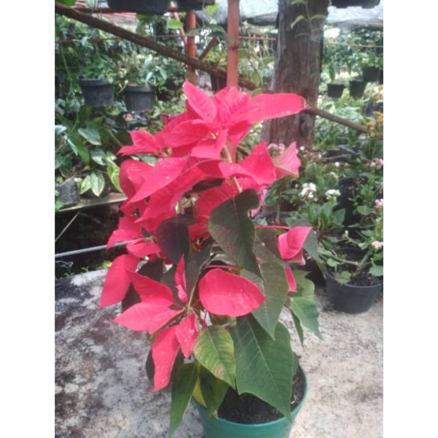 Jual TANAMAN HIAS KATSUBA MERAH | Shopee Indonesia