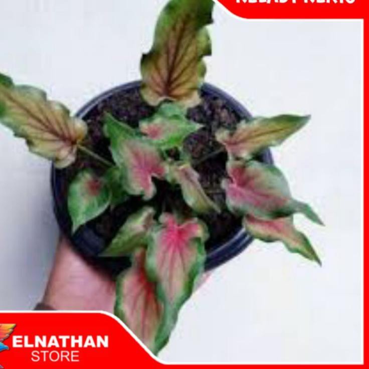 Jual 7JL Tanaman Hias Keladi Keris Merah Ter Terlaris !! | Shopee Indonesia