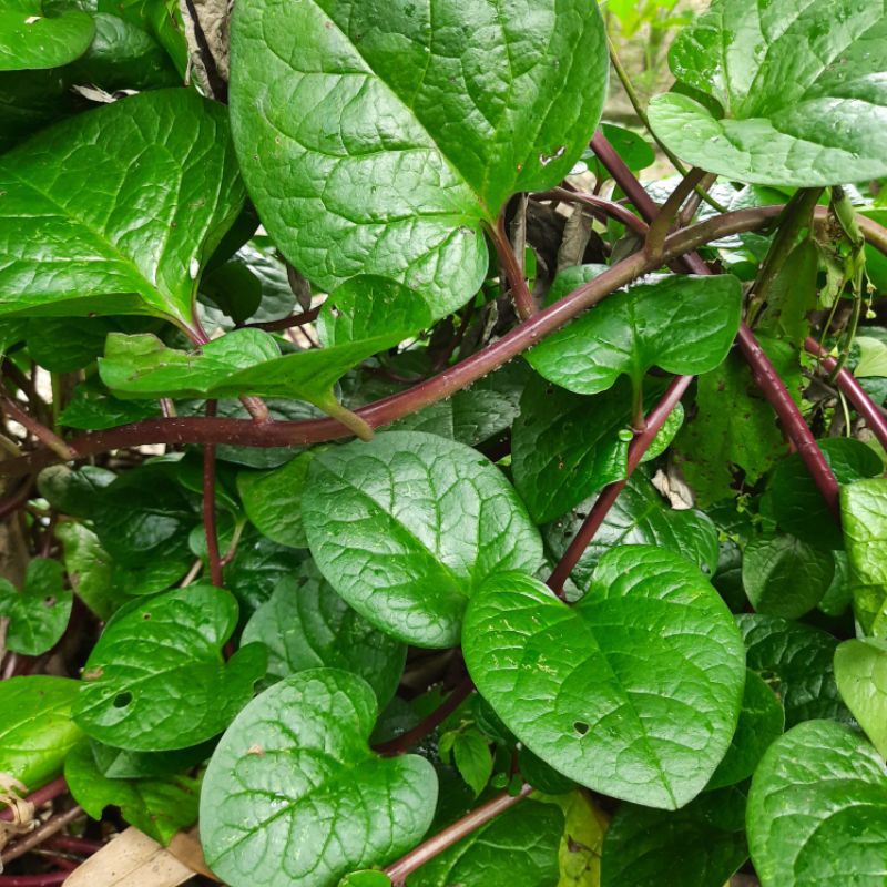 Jual 30 lembar Daun segar herbal Binahong merah harga per 30 lembar ...