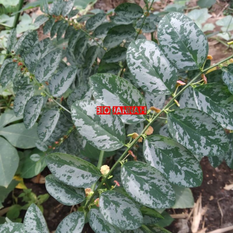 Jual daun katu 50 gr | Shopee Indonesia
