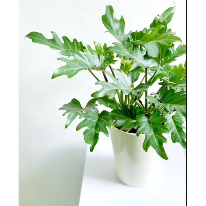 Jual Tanaman hias philodedrun - pohon monstera jari | Shopee Indonesia