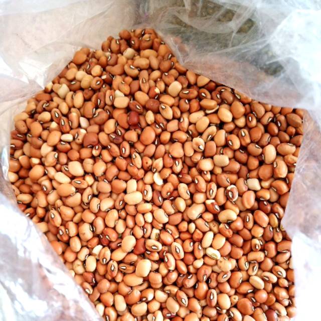 Jual KACANG TUNGGAK / TOLO KHAS ASLI SEPERTI GAMBAR BUKAN YANG HITAM ...