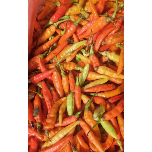 Jual Cabe cabai rawit jablay setan 1kg | Shopee Indonesia