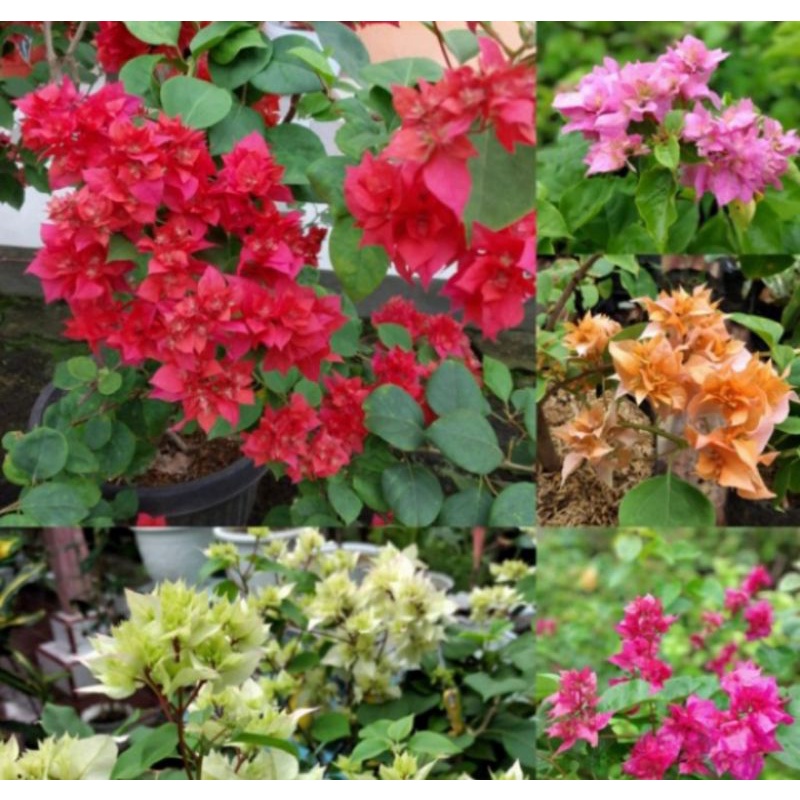 Jual Paket 5 Tanaman Hias Hidup Bunga Bougenville Pohon Bougenvile