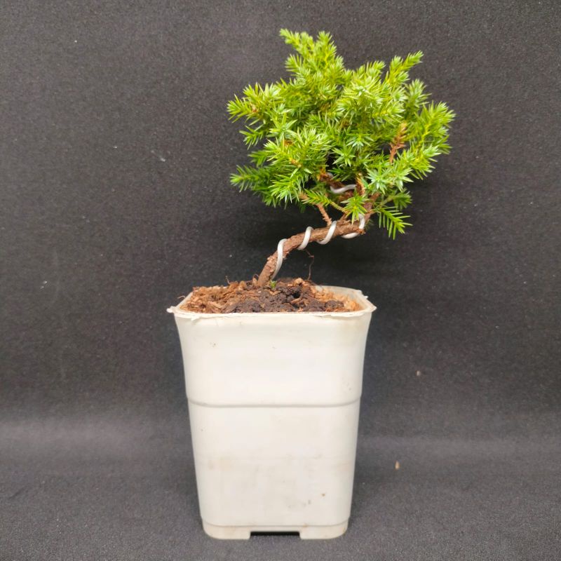 Jual bonsai camara juniper pua pua sudah dikawat gratis pot kotak putih ...