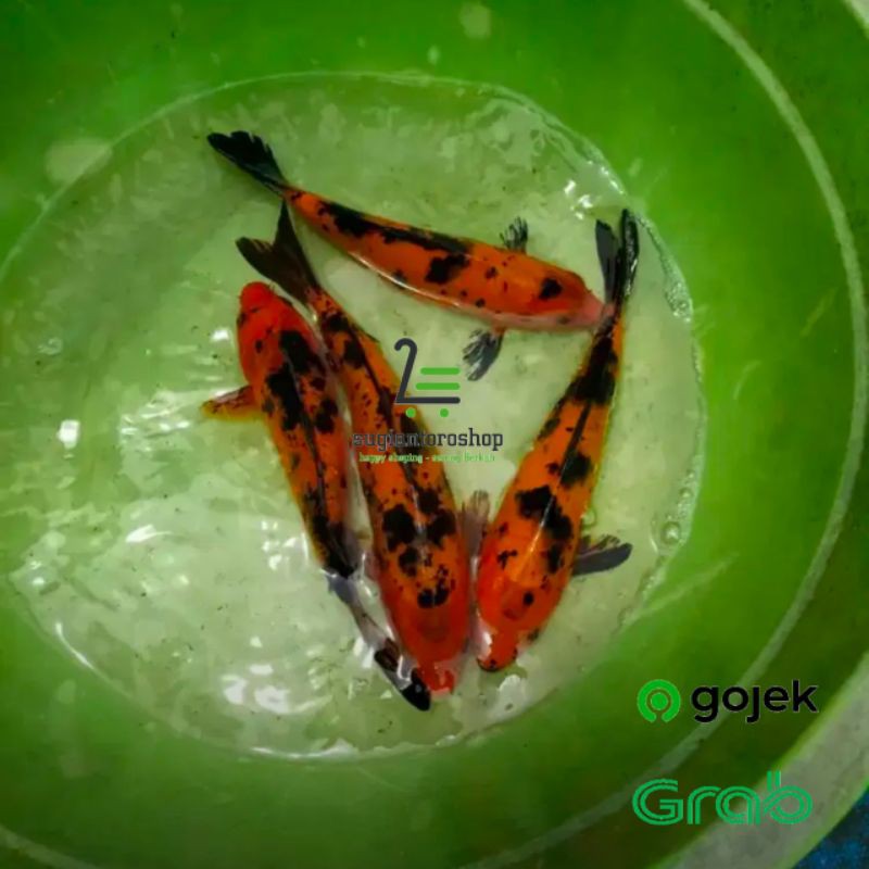 Jual bibit ikan mas koi merah hitam size 12-15 | Shopee Indonesia