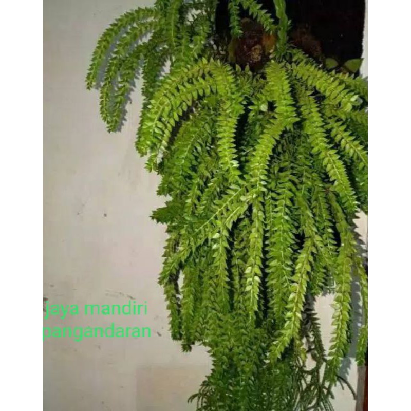 Jual tanaman hias gantung huperzia kumpai cucuk | Shopee Indonesia