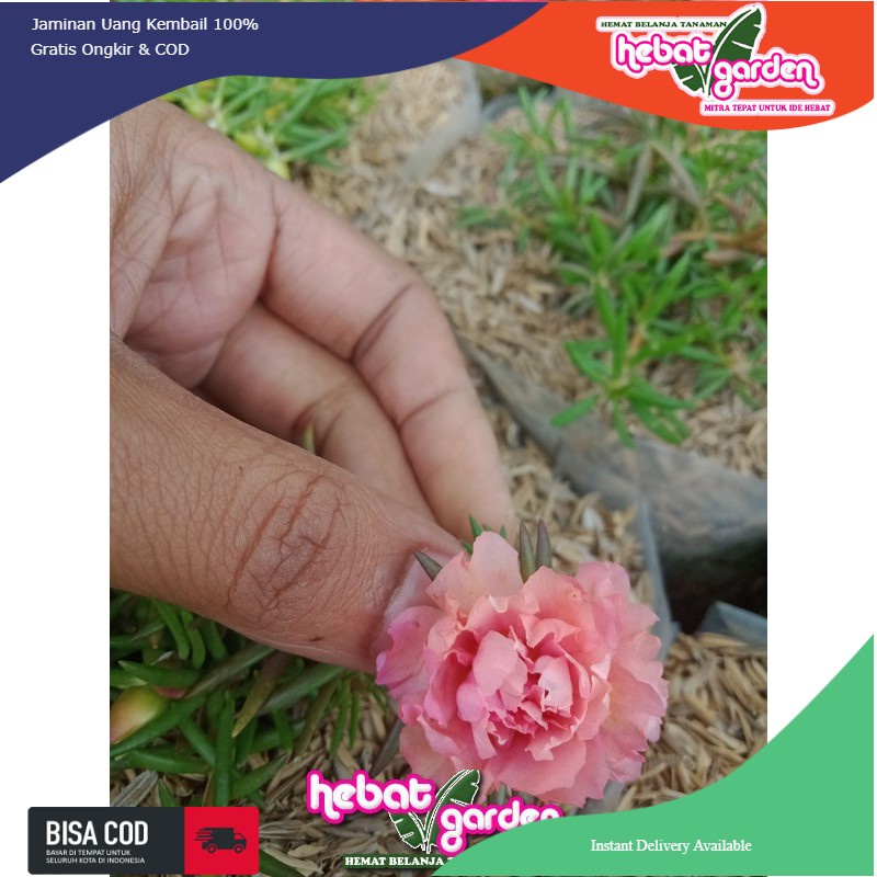 Jual Sutra bombay double shrey - Portulaca orange tumpuk | Shopee Indonesia