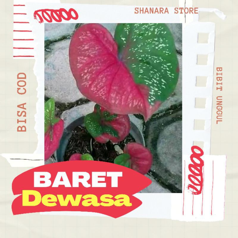 Jual Keladi baret / caladium patah hati /calladium topeng merah hijau ...