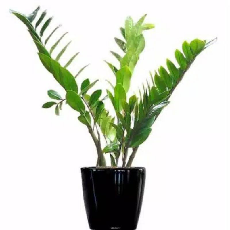 Jual Tanaman hias zamia culcas-zamia dollar | Shopee Indonesia