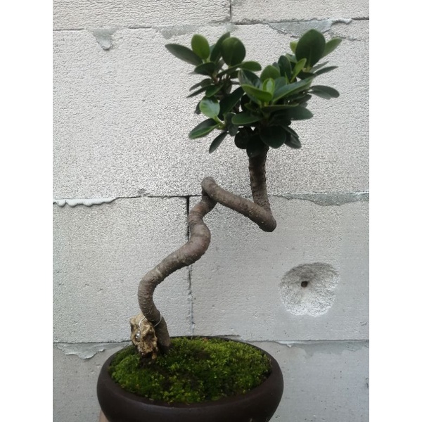 Jual bonsai beringin korea micro / dolar mangkok meliuk | Shopee Indonesia