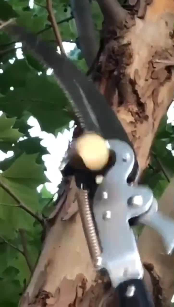 Jual Alat Potong Dahan/Gunting Rambutan/Pemotong Ranting yang Tinggi ...