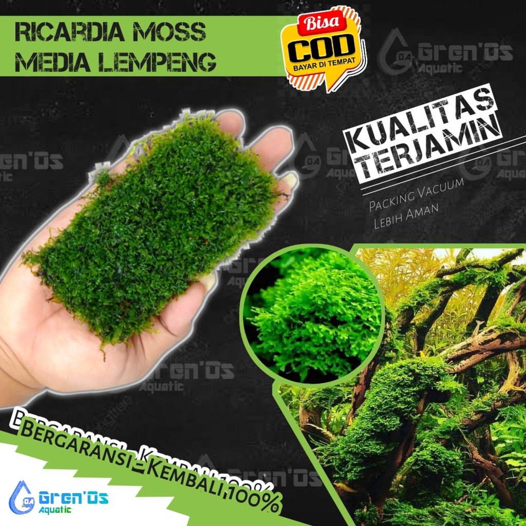 Jual Moss Ricardia Clump Tanaman Tumbuhan Aquascape Low Tanpa Co2 ...