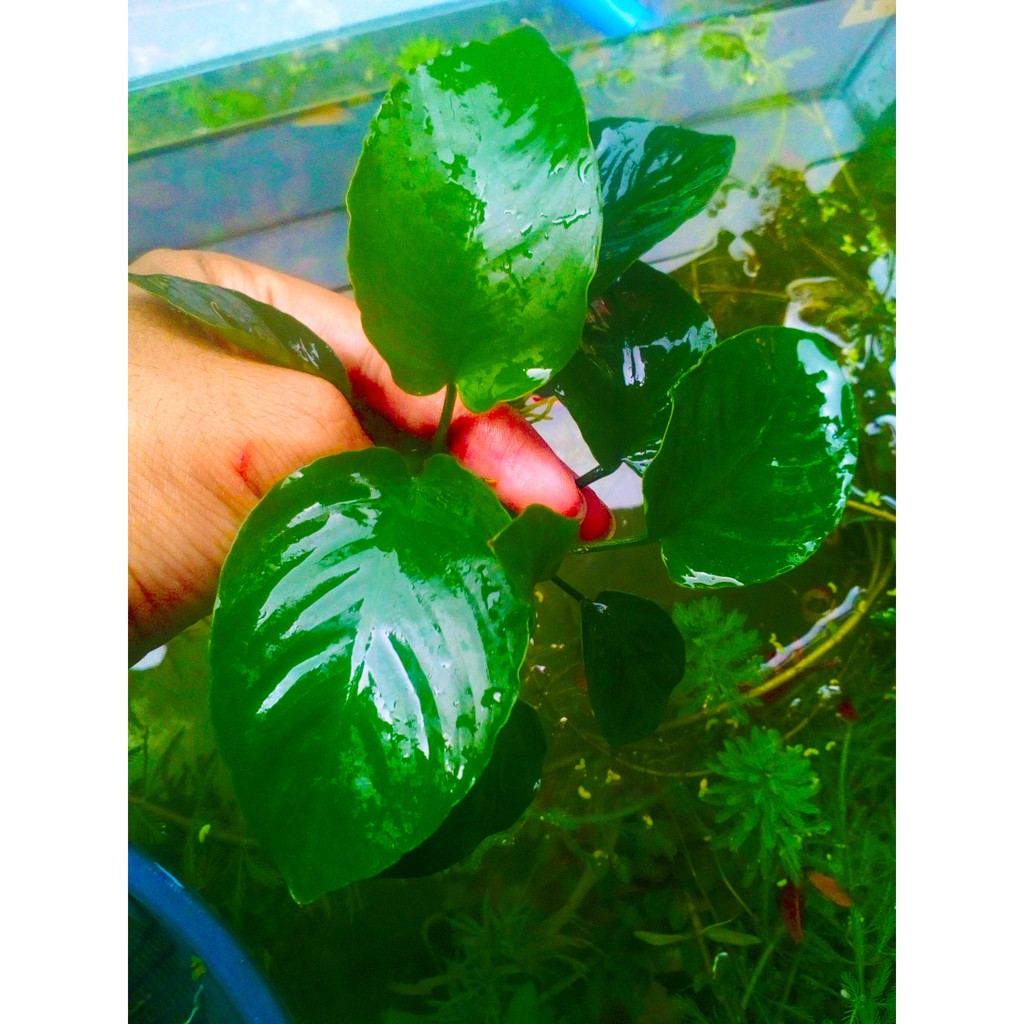 Jual Anubias Broadleaf - Barteri Broad leaf - Aquascape | Shopee Indonesia