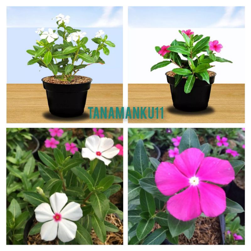 Jual tanaman tapak dara warna bunga random stok super | Shopee Indonesia