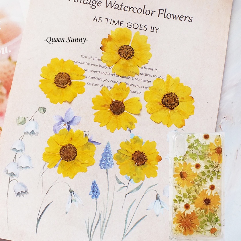 Jual Bunga Kering Asli Bunga Seruni Krisan Chrysanthemum Pressed Flower ...