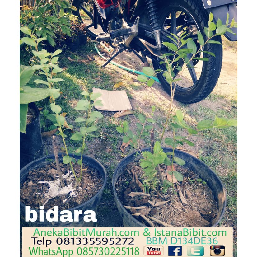 Jual Bibit Bidara Arab Banyak Khasiat Terbaik | Shopee Indonesia