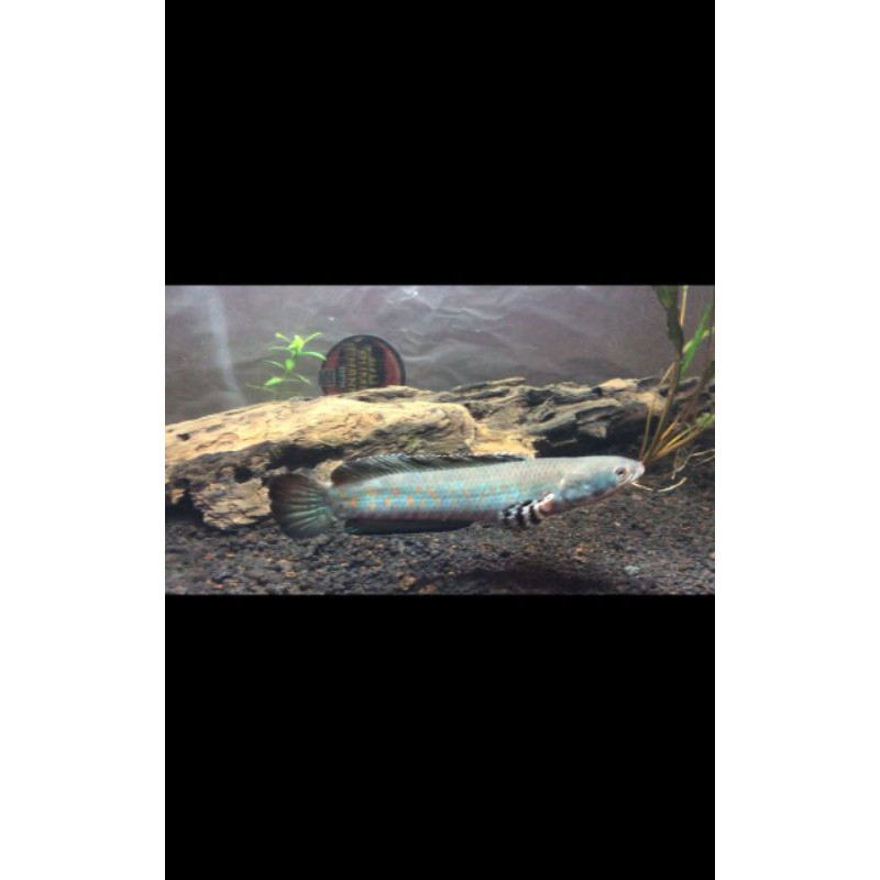 Jual channa blue pulchra red dot | Shopee Indonesia