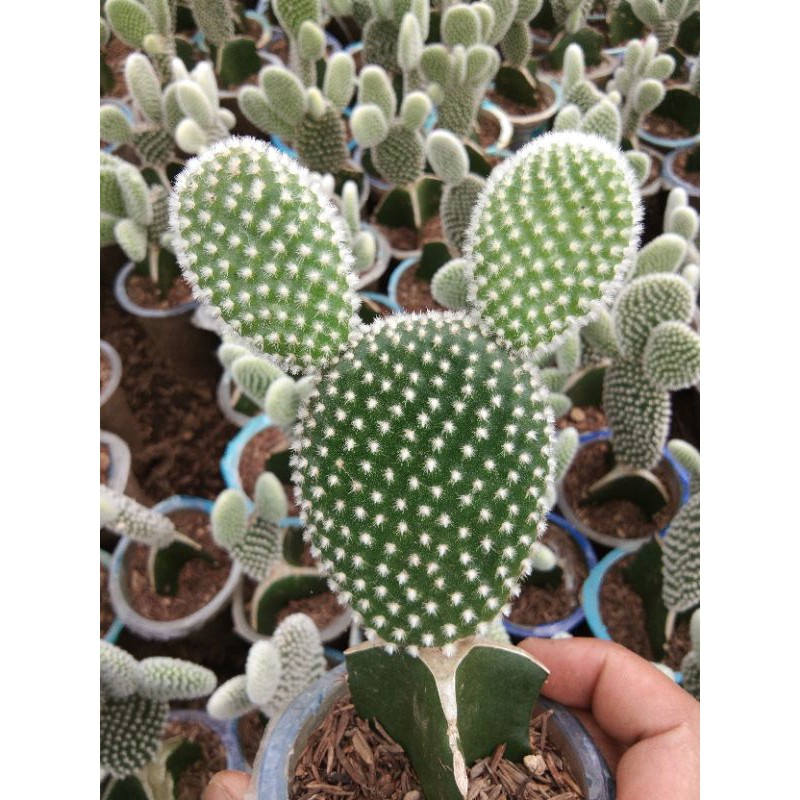 Jual katus mikimos 1 pcs | Shopee Indonesia
