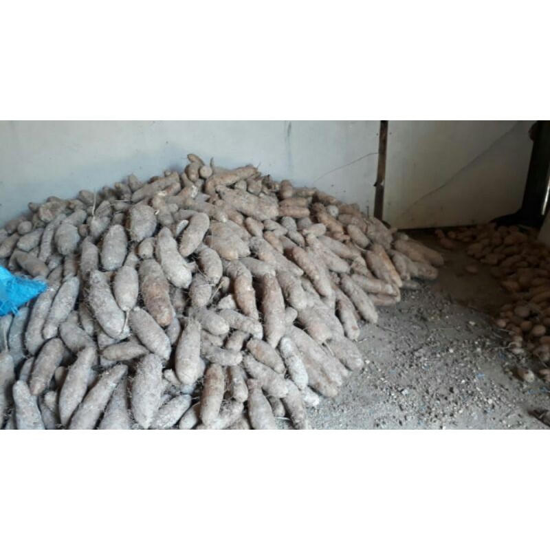 Jual (1kg)UBI GEMBILI KETAN MENTAH/UBI UBIAN/GEMBILI/UMBI GEMBILI READY ...