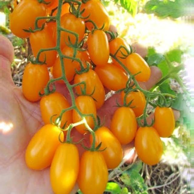Jual 10 Benih Tomat Cherry Kuning Golden Sweet Cerry - Bibit Tanaman ...