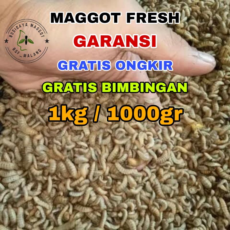 Jual Ulat Maggot Bsf Fresh (hidup) 1 kg Untuk Umpan Pancing Ikan Gabus ...