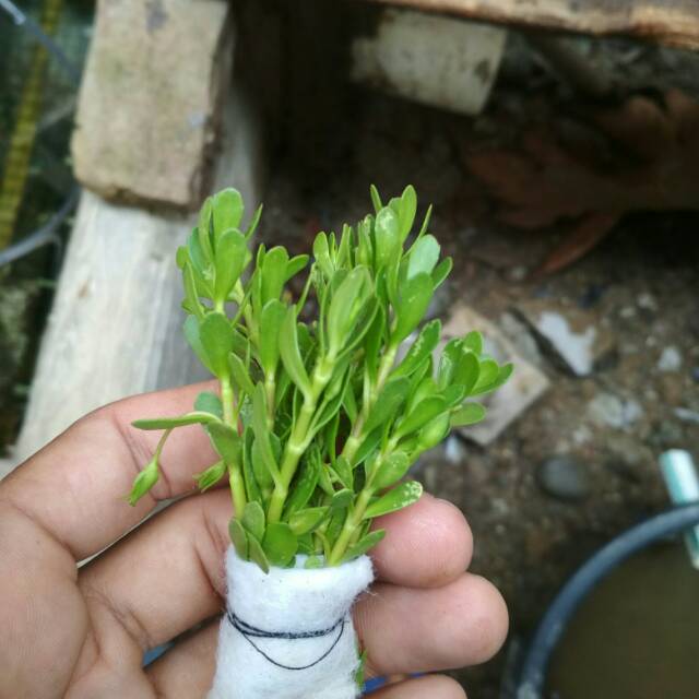 Jual Bacopa monieri pul daun air jual per 10 btg tanaman aquascape ...