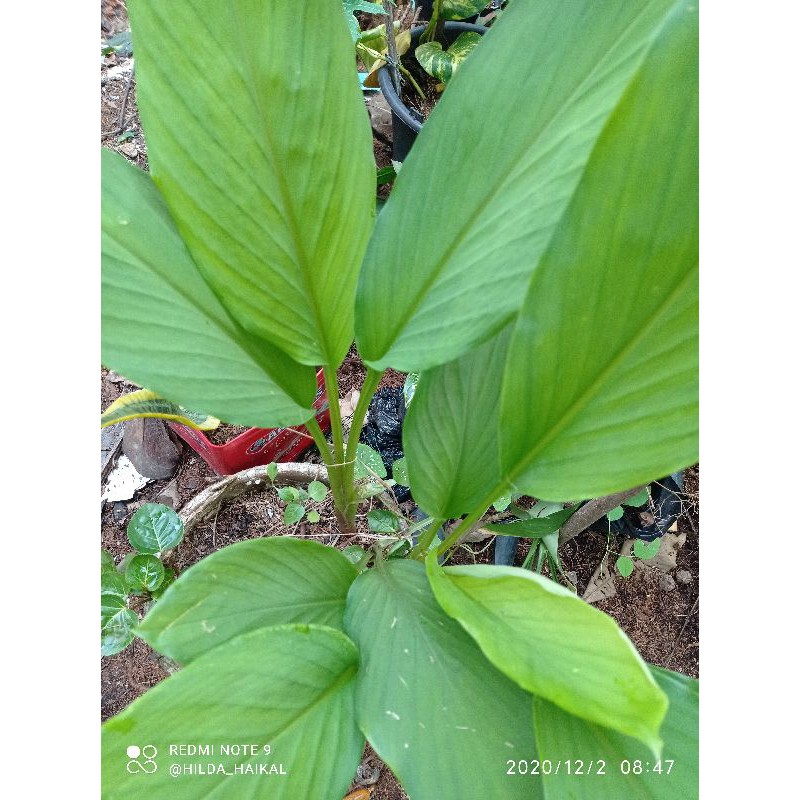 Jual pohon temu konci | Shopee Indonesia