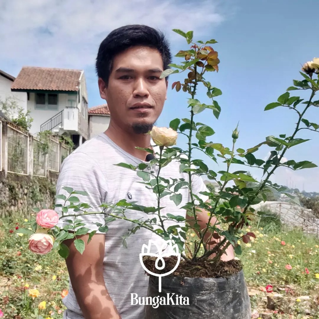 Jual Tanaman Hias Bunga MAWAR LOVELY ROCOCO DEWASA | Shopee Indonesia