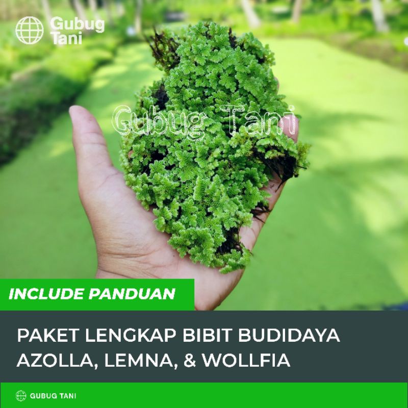 Jual PAKET LENGKAP Bibit Budidaya Azolla, Lemna, Wollfia untuk pakan ...