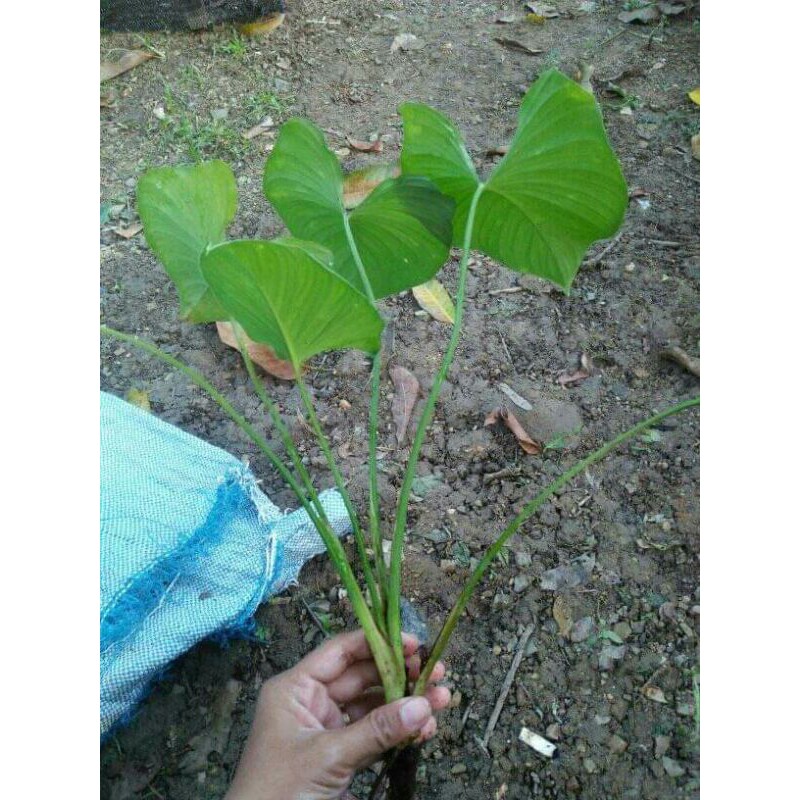 Jual bunga khas kalimantan | Shopee Indonesia