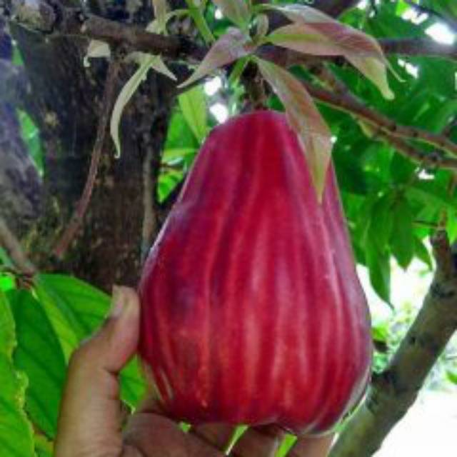 Jual BIBIT JAMBU JAMAIKA/DARSONO | Shopee Indonesia