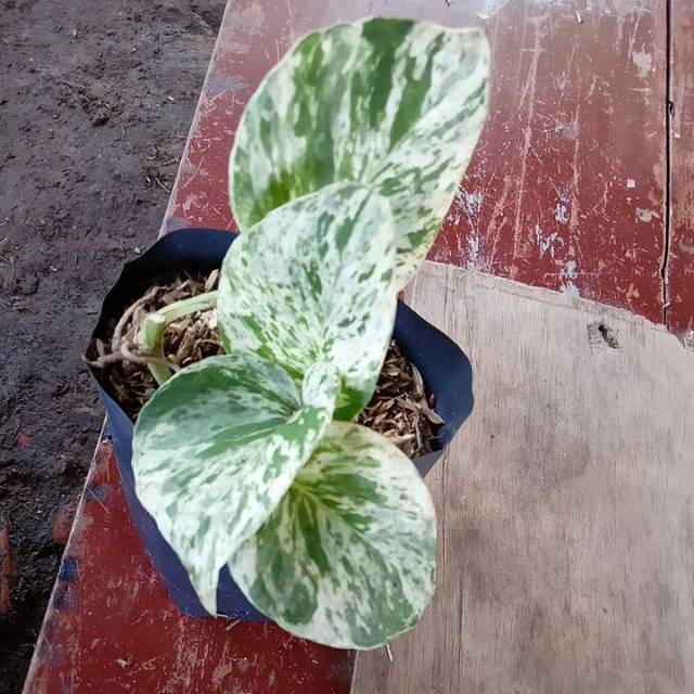 Jual Tanaman hias sri gading valugata | Shopee Indonesia