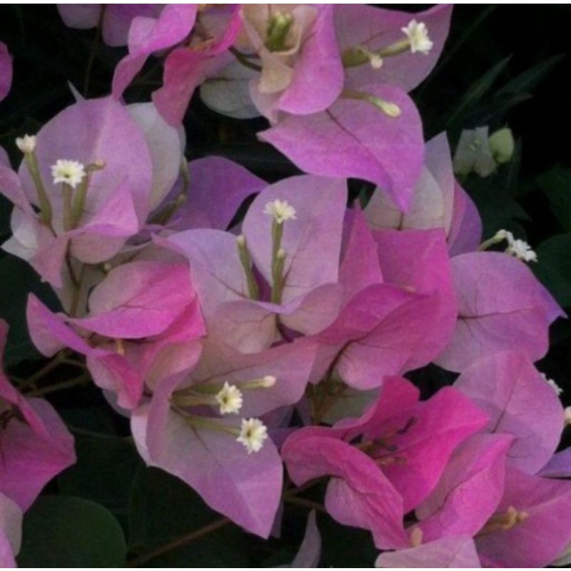 Jual READY!!TANAMAN HIAS BUGENVIL BUNGA KERTAS//BENGAWAN SOLO ROSE ...