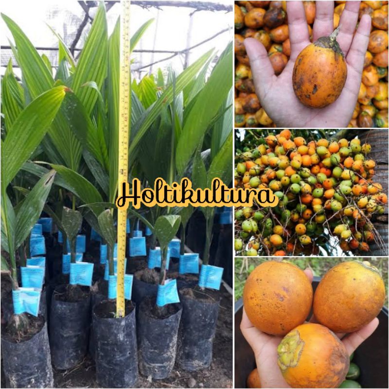 Jual Bibit pohon pinang betara Holtikultura tanaman (minimal pembelian ...