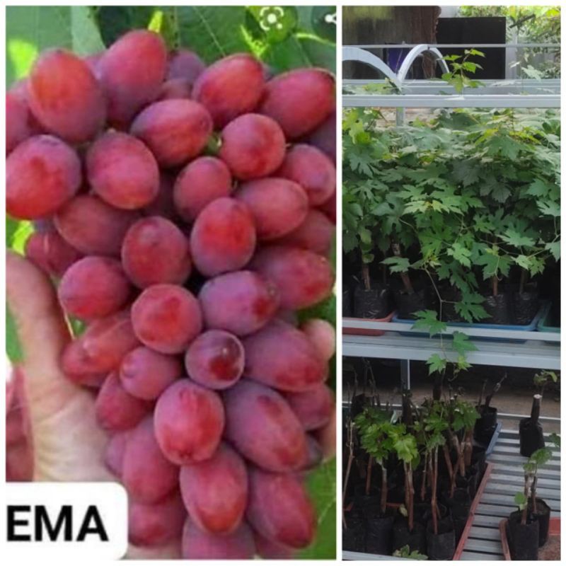 Jual Bibit anggur impor jenis Bogema (grafting) | Shopee Indonesia