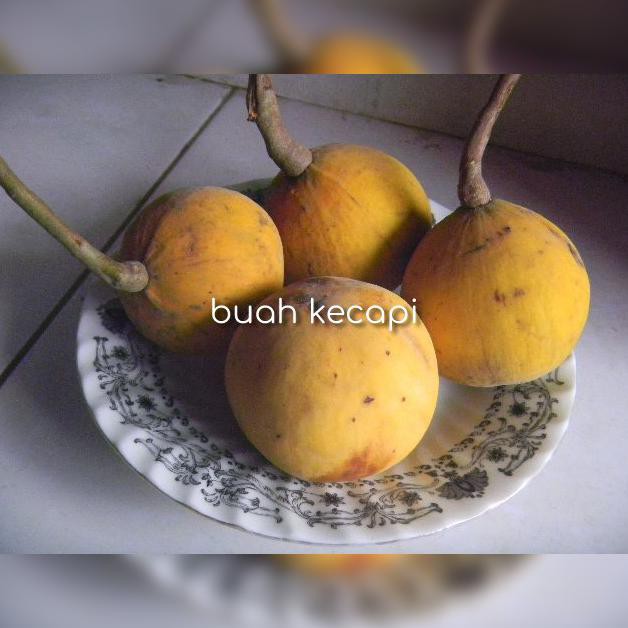 Jual Bibit Pohon Kecapi Bibit Kecapi Tanaman Buah Kecapi Favorite Mulai ...