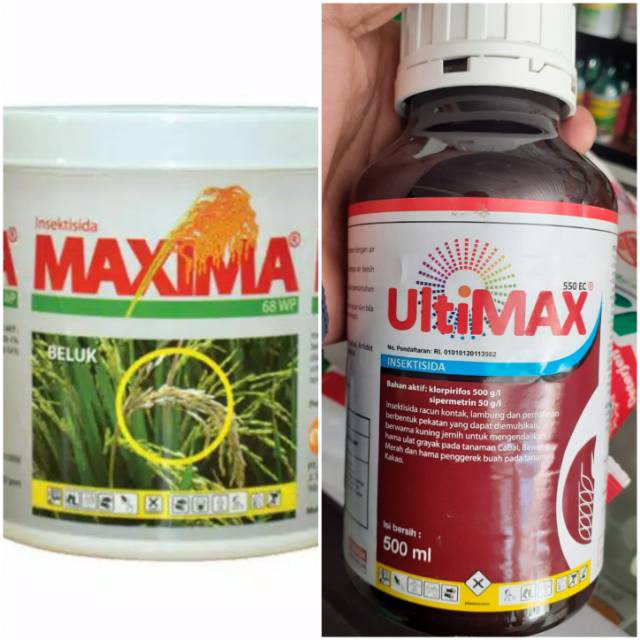 Jual Insektisida Kendalikan FAW Tanaman Jagung MAXIMA mix ULTIMAX ...