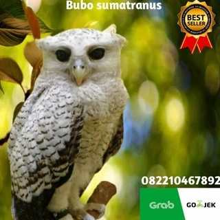 Jual bubo sumatranus Harga Terbaik & Termurah Juli 2024 | Shopee Indonesia