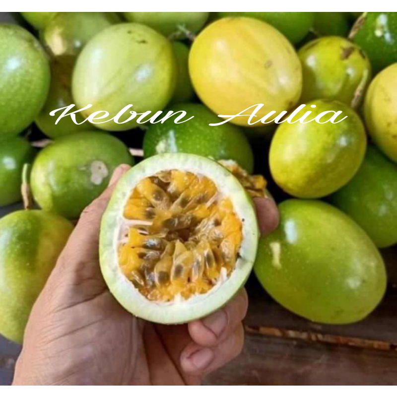 Jual Buah markisa kuning asam manis 1kg | Shopee Indonesia