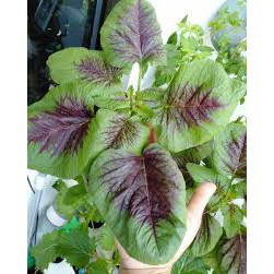 Jual 2000 Biji - Benih Bayam BELANG bayam batik | Shopee Indonesia