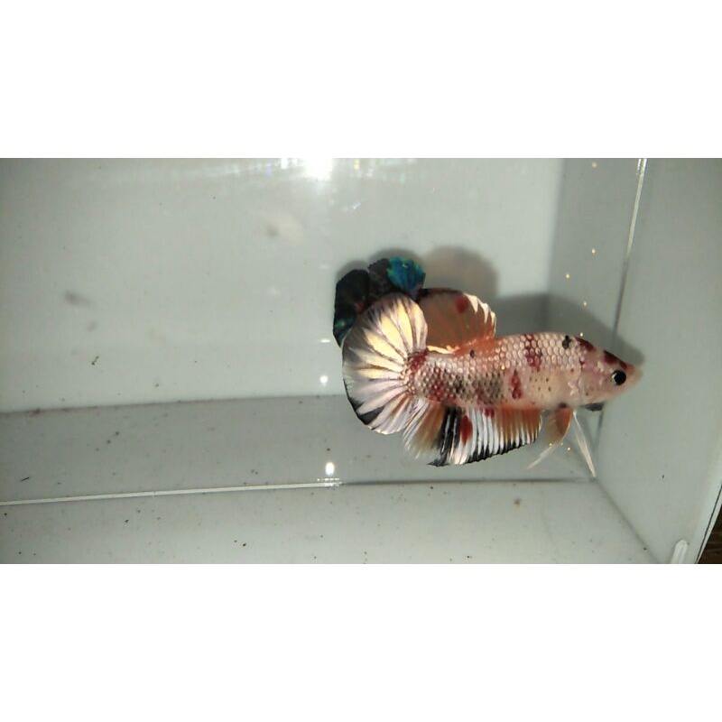 Jual ikan cupang pk nemo copper gold | Shopee Indonesia
