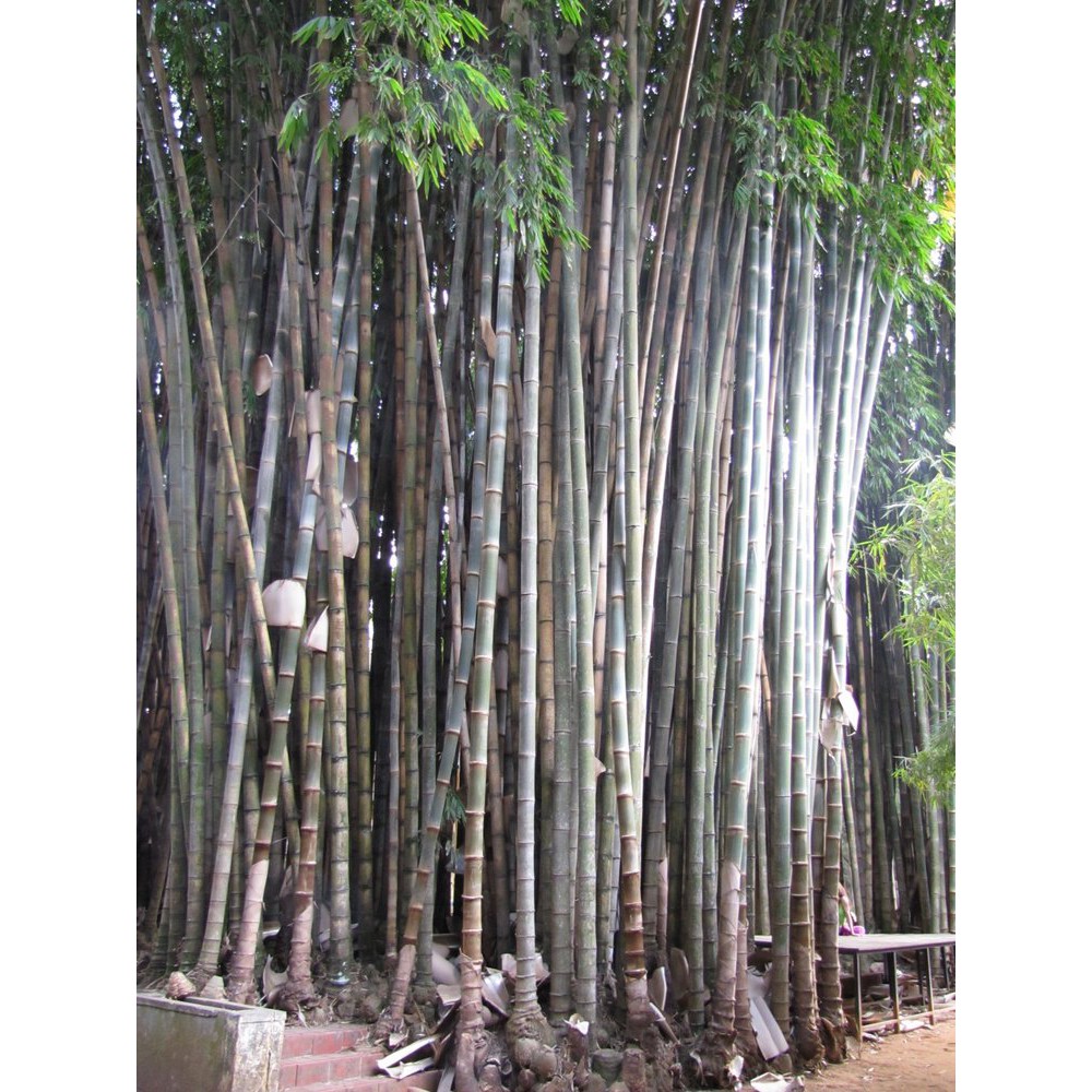 Jual Bibit bambu sembilang / Dendrocalamus giganteus / giant bamboo ...