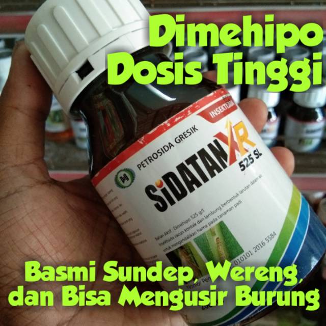 Jual Sidatan XR 525 SL isi 200 ml Obat Sundep / Penggerek Batang dan ...