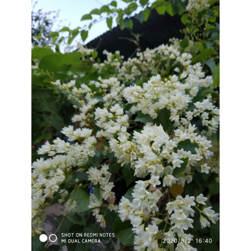 Jual Porana volubilis 1 Meter | Shopee Indonesia