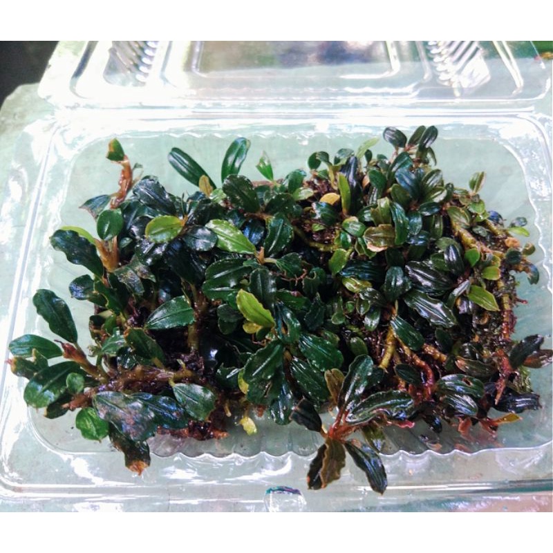 Jual Bucephalandra buce mini phantom media batu dan porsi mika | Shopee ...