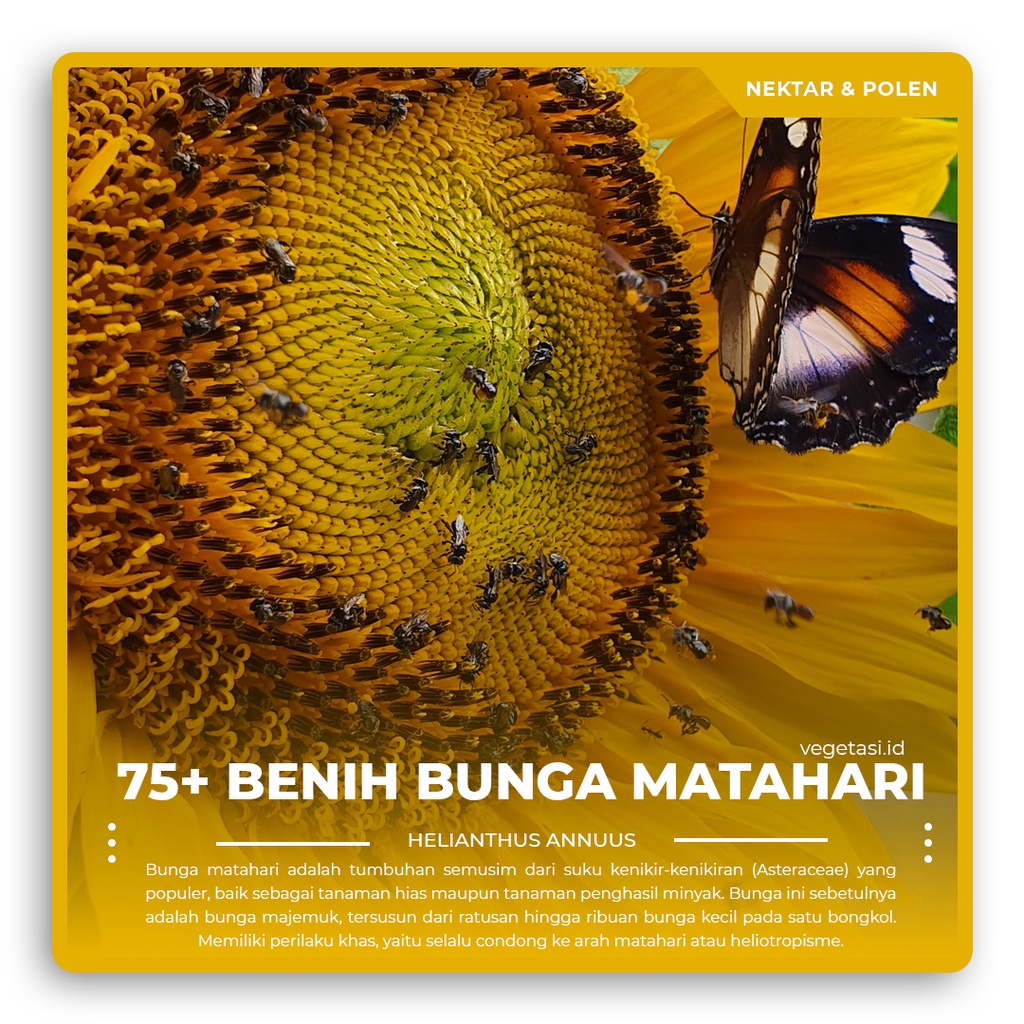 Jual Benih Bunga Matahari Sunflower untuk pakan lebah nektar polen ...